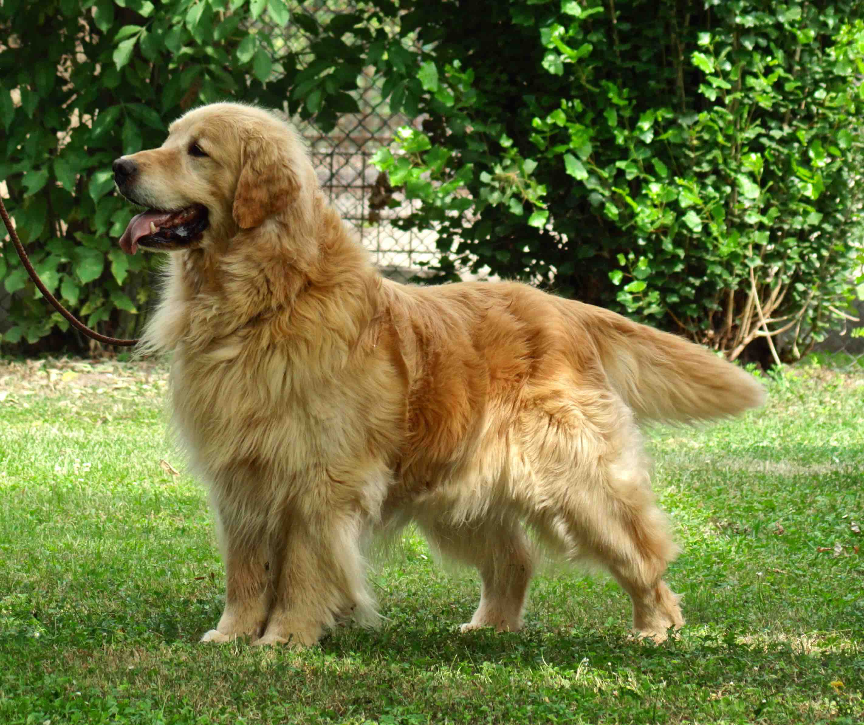 DGO Il TIPICO Golden Retriever “Delle Grandi Ombre” - Americano o ...